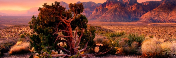 Twilight Red Rock | Calico Racing